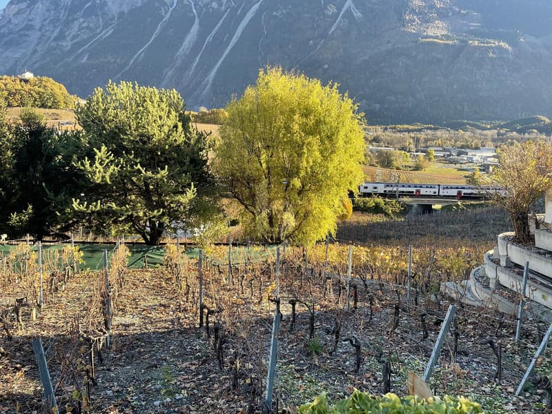 Au milieu de vignobles pittoresques